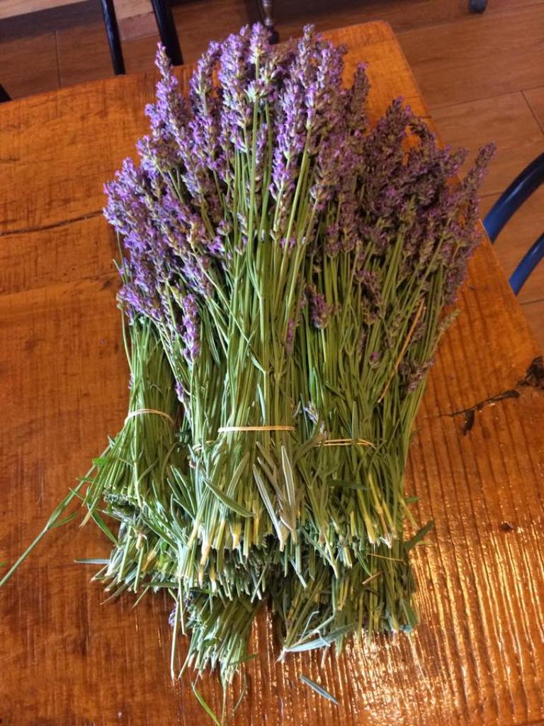 Bouncer turned lavender grower smells sweeter than ever - ABC News