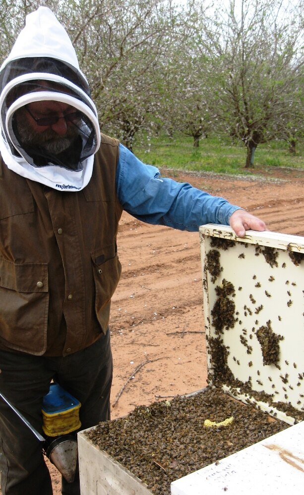 Beekeepers, old and new, learn the ropes online - ABC News