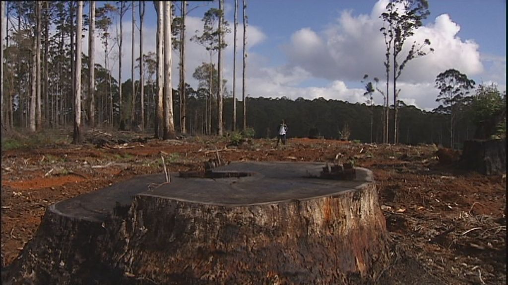 Fight For The Forests - ABC News