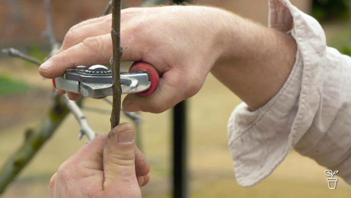 Pruning Fruit Trees - Gardening Australia