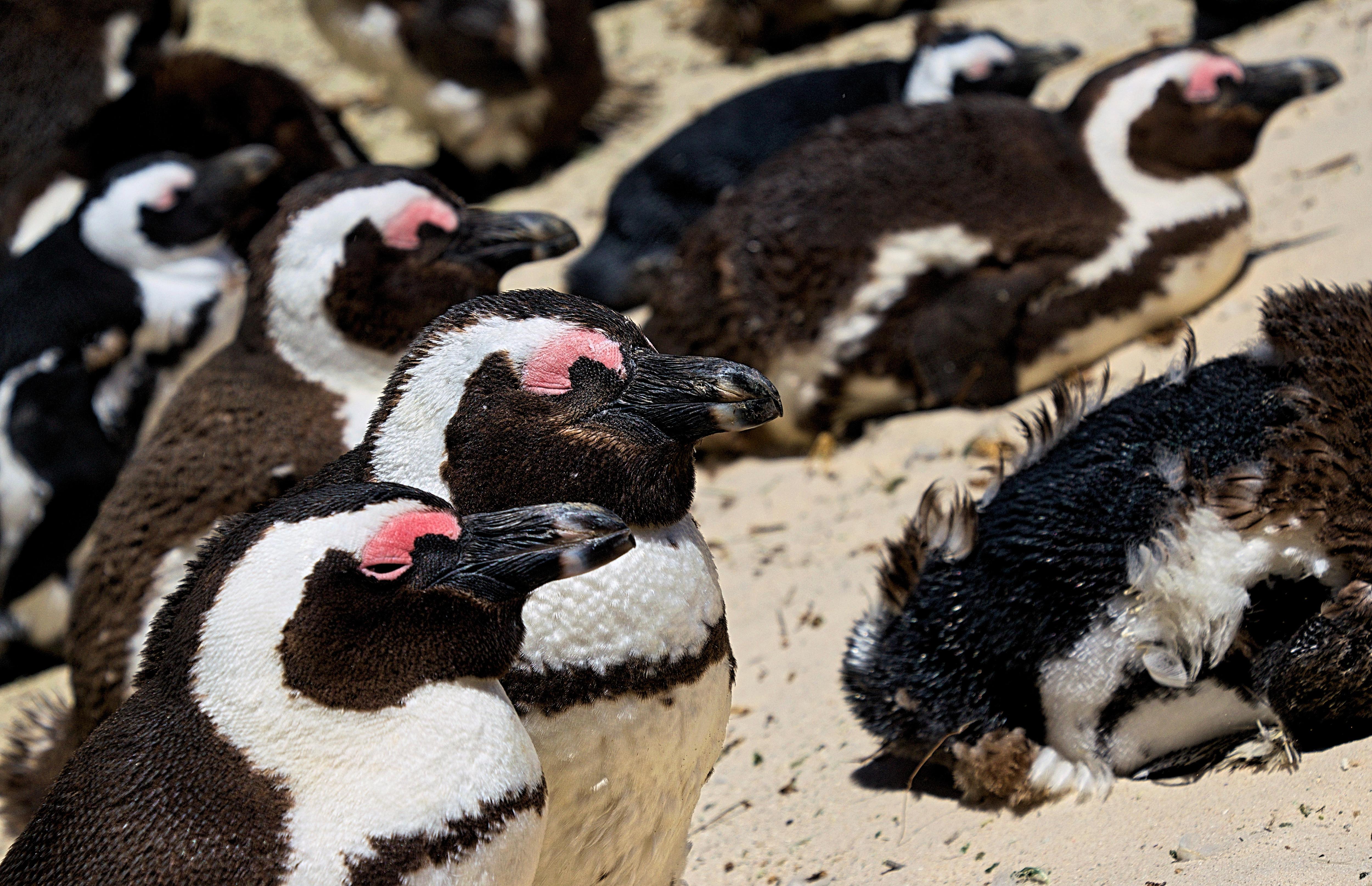 Swarm of bees kills dozens of endangered penguins on a South African ...