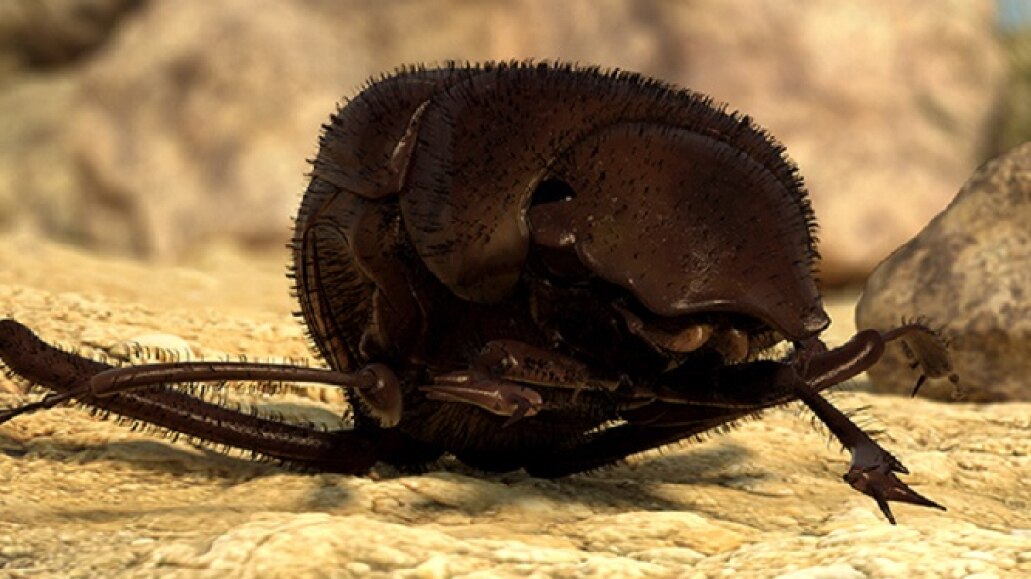 Life cycle of dung beetles - ABC Education
