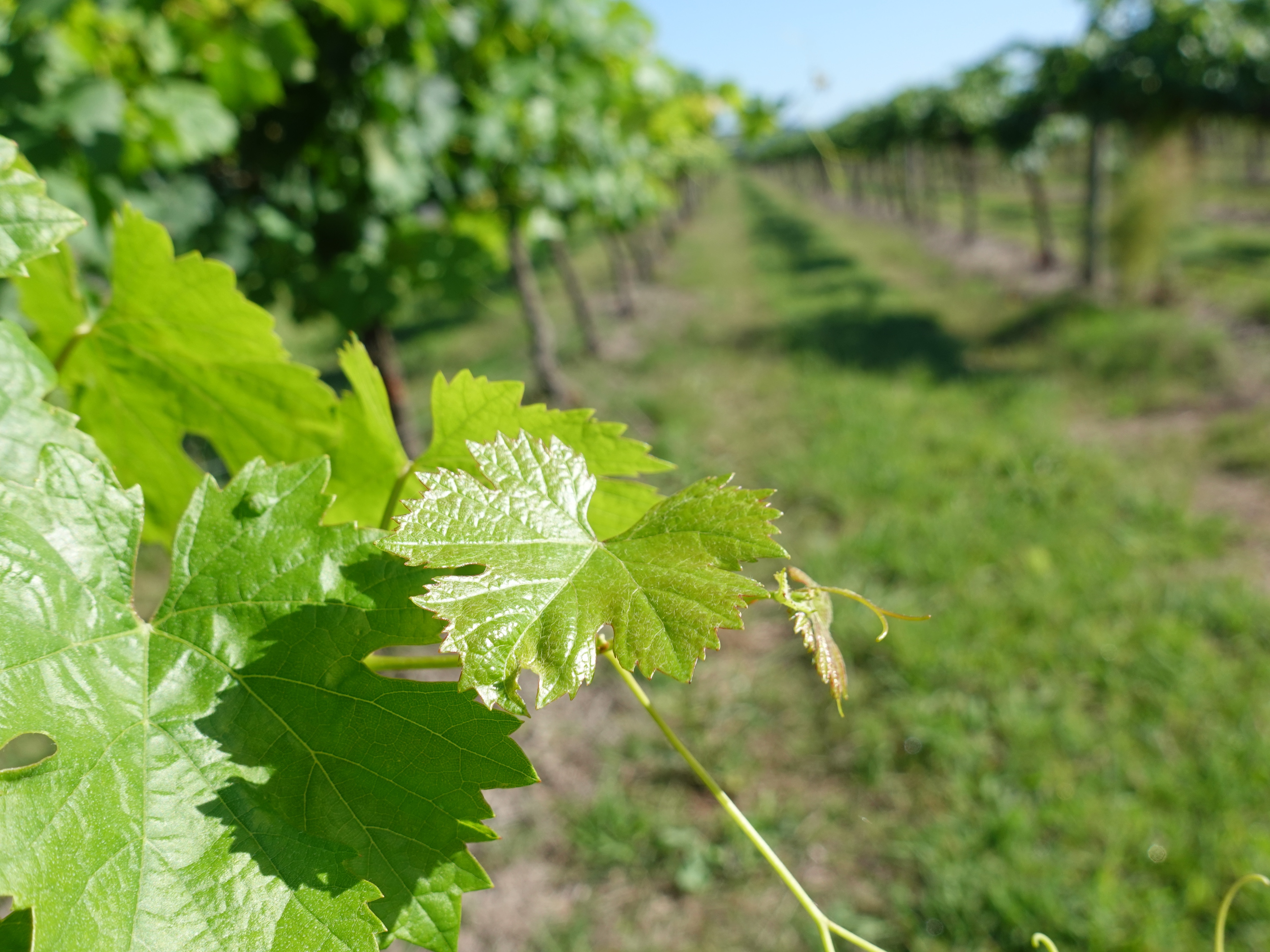 Jindalee Road Wines and ex-manager David Littore fined $500k for ...