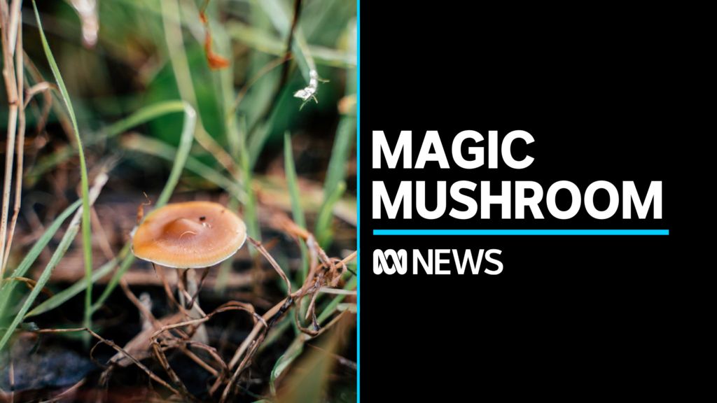 Inside Oregon's new magic mushroom industry - ABC News