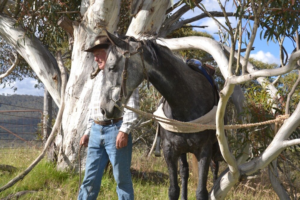 Shooting brumbies in Kosciuszko - ABC News