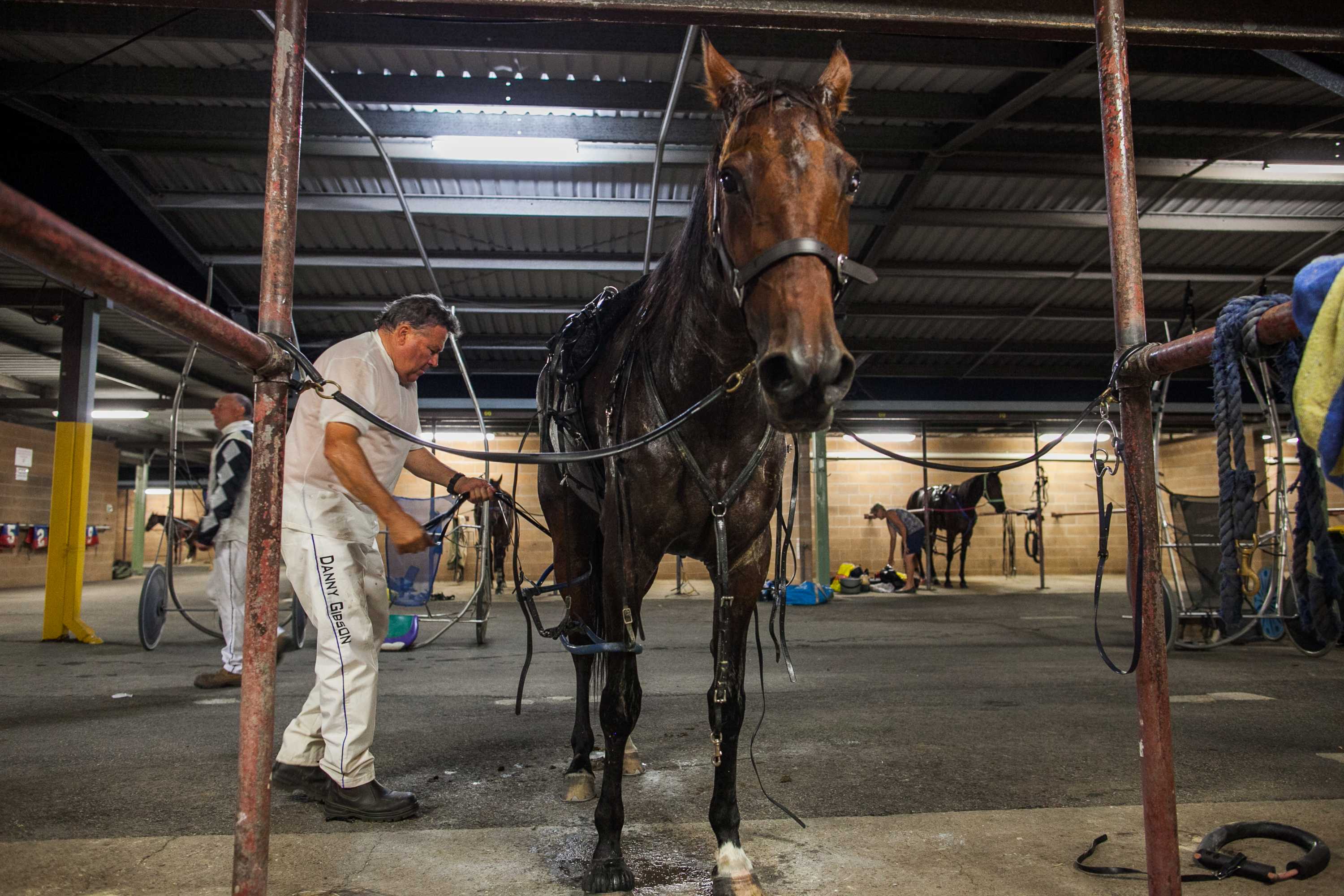 A night at the trots: Harness racer Danny keeps the game alive - ABC News