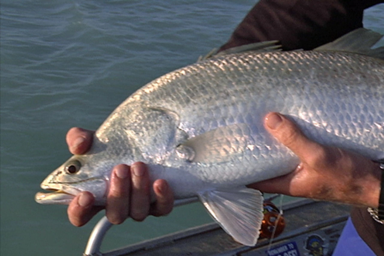 Barramundi season hit hard by drought - ABC News