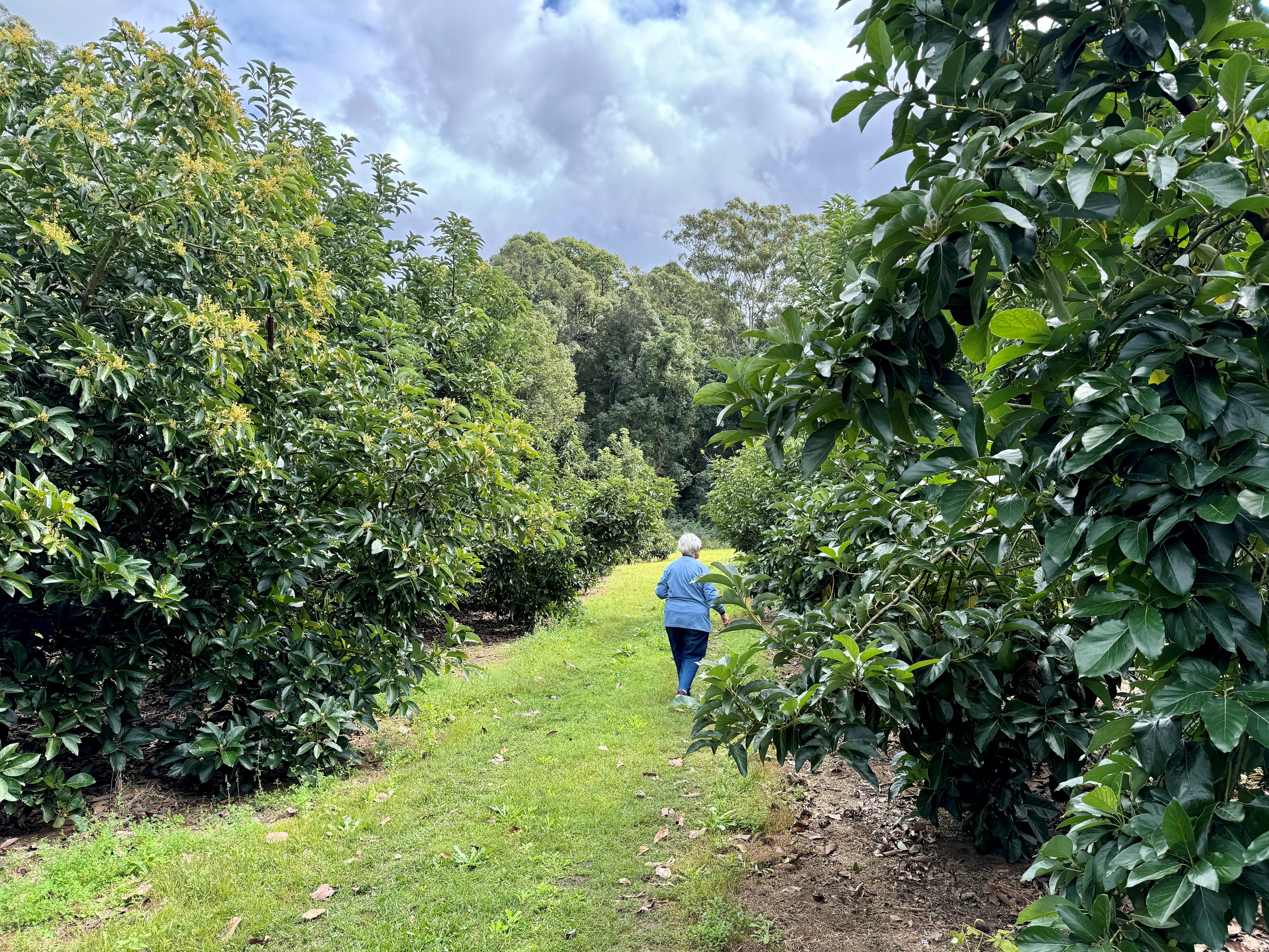 Avocado plant producing giant fruit set to hit nursery shelves - ABC News