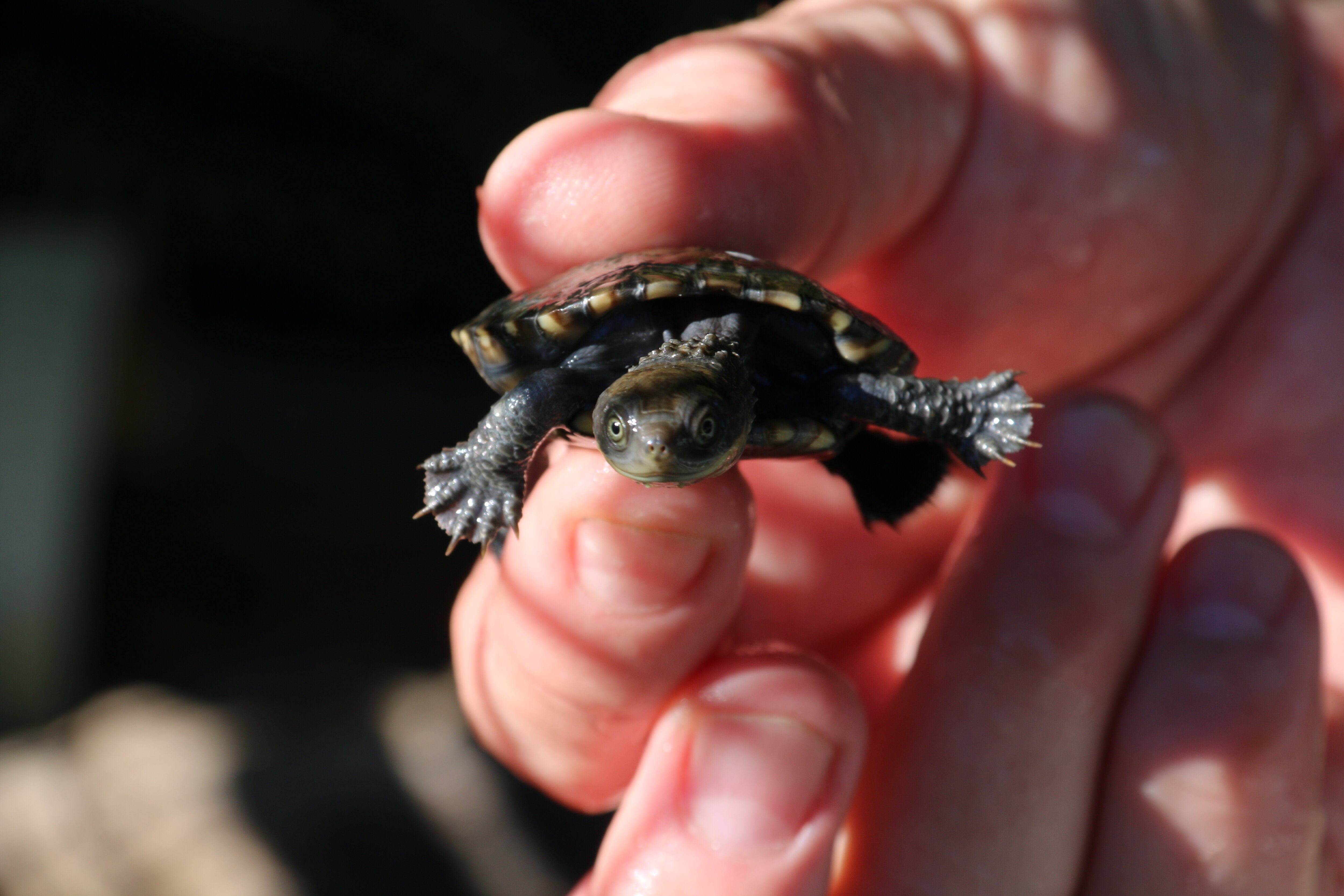 Baby western swamp tortoises set for release into wild - ABC News