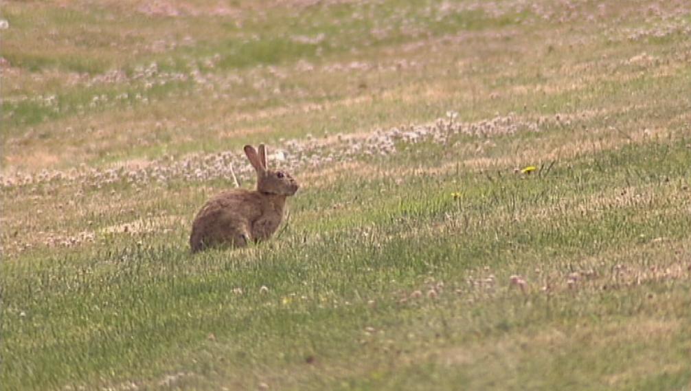 Rabbit resurgence plagues Canberra farmers - ABC News