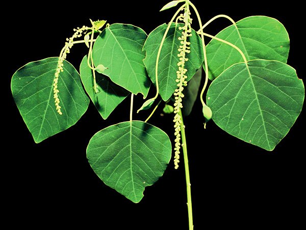 Researchers say Samoan mamala tree bark tea could lead to HIV-AIDS cure ...