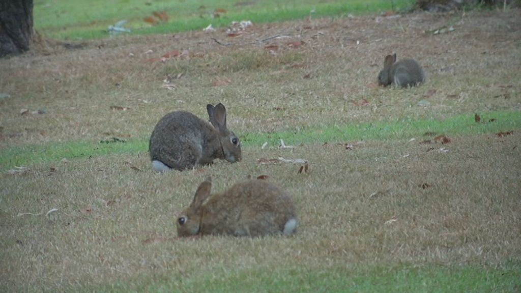 Eradication begins for wild rabbits in south-east Qld - ABC News