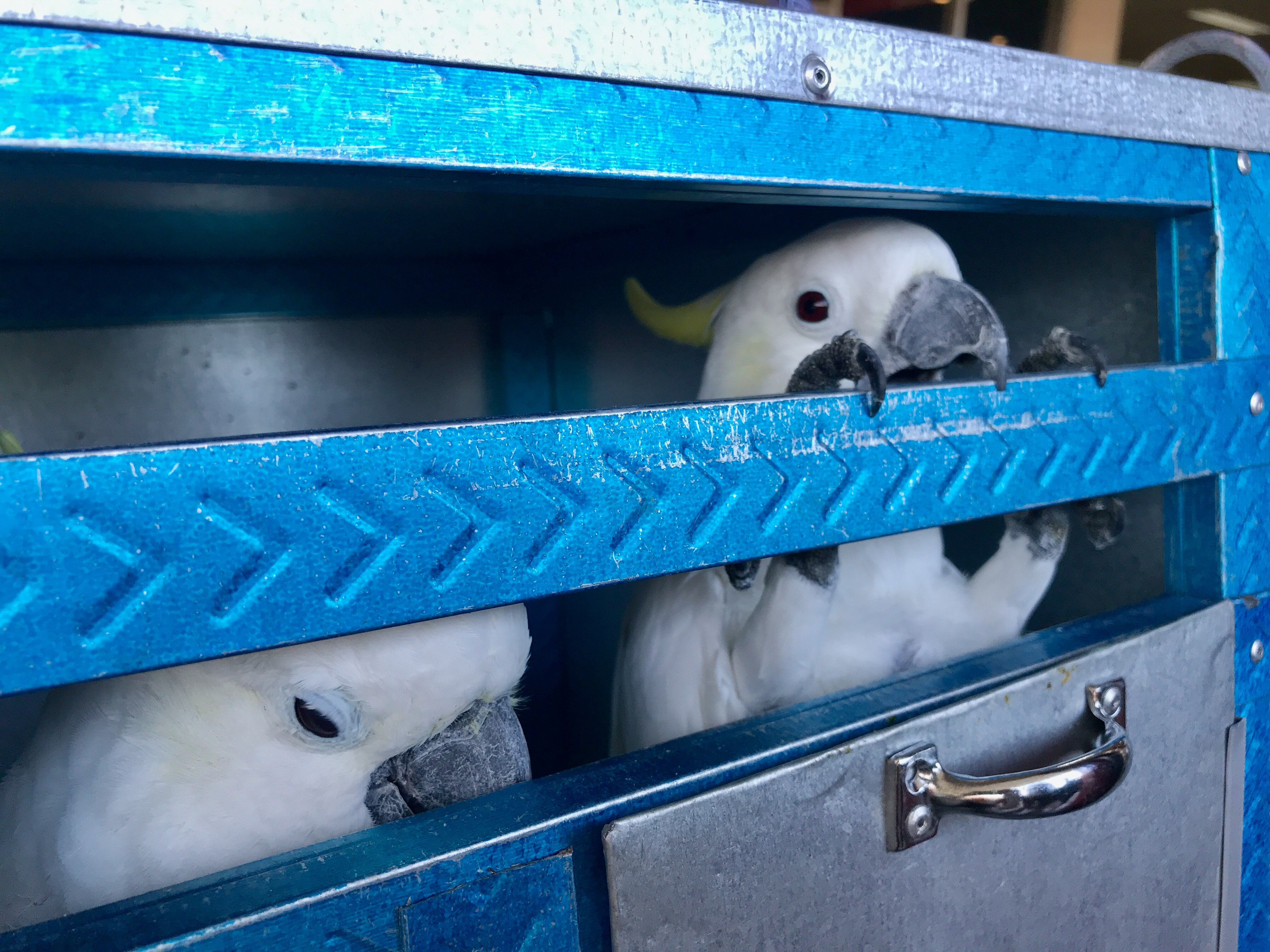 Canberra scientists using DNA to fight trafficked parrot trade - ABC News