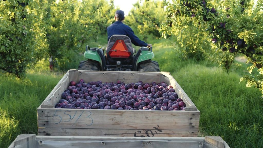 Queen of Plums: The stone fruit that could help prevent dementia - ABC News