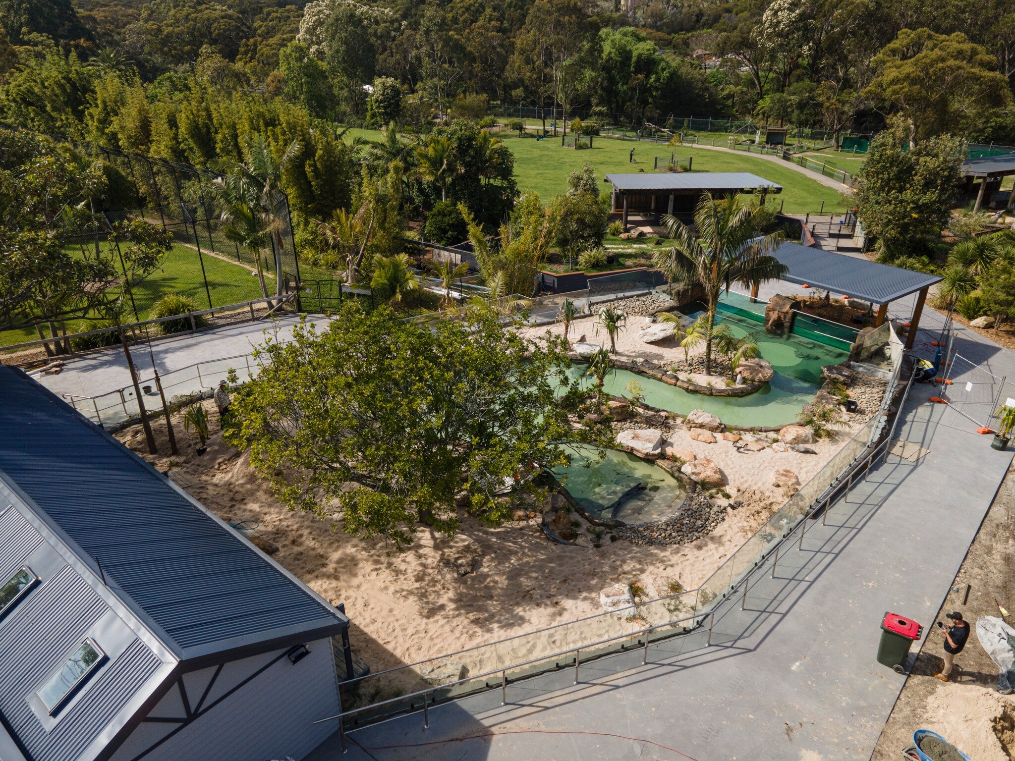 Meet albino wallaby joey, Olaf, born at Helensburgh's Symbio Wildlife ...