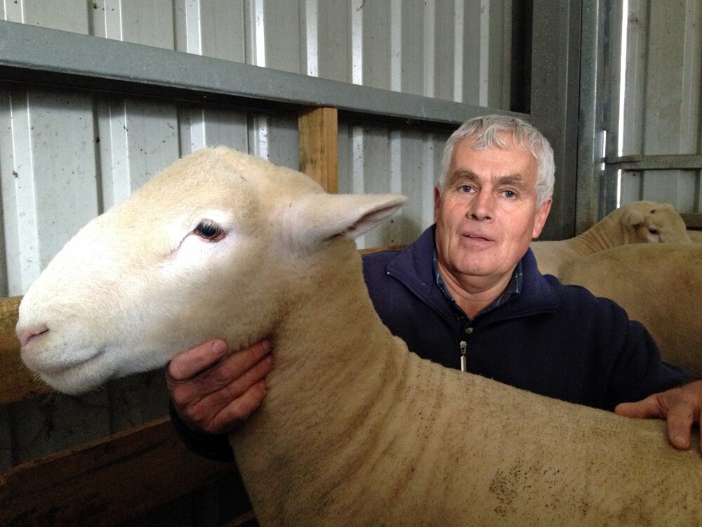 Wet winter boost sheep producer confidence - ABC News