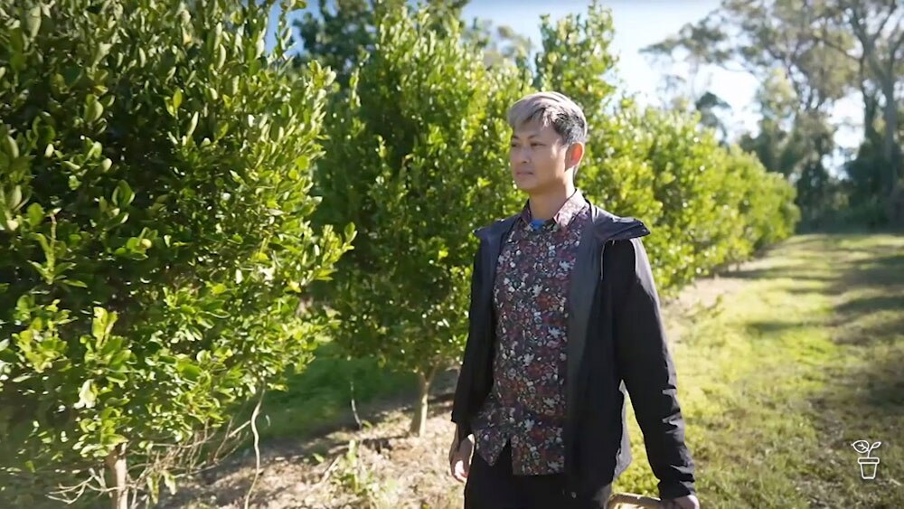 Plant Profile: Snowball Tree - Gardening Australia