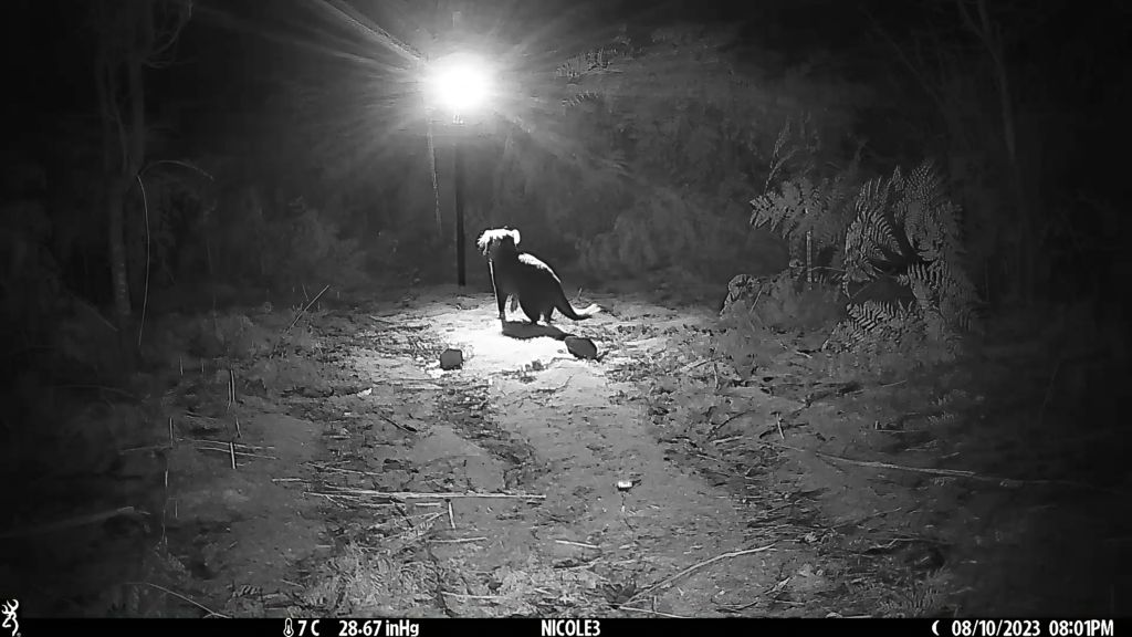 Camera-trap video footage. - ABC News