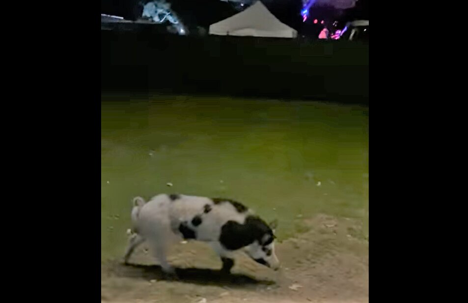 Pesky pig on the loose at Barunga Festival - ABC listen