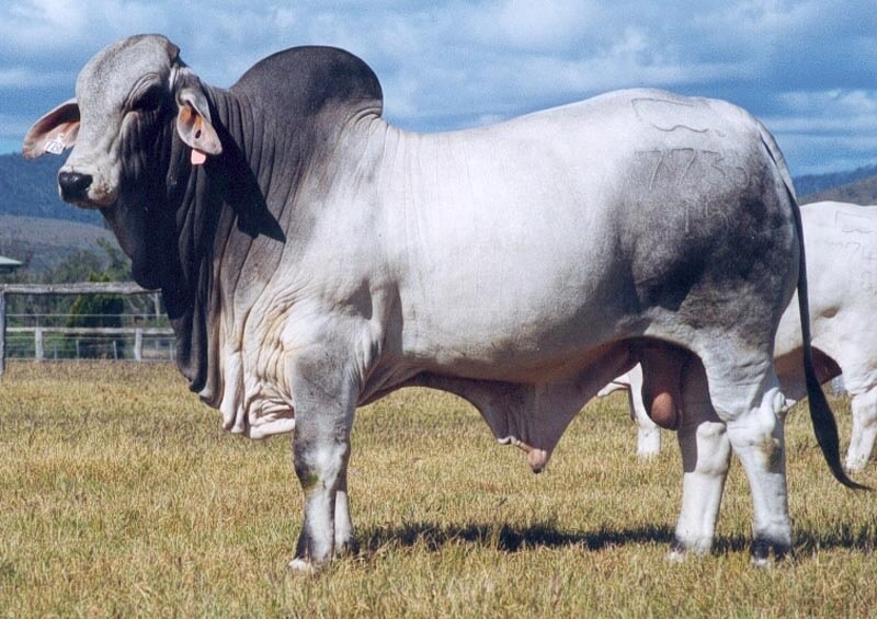 Legendary bulls genes may hold the secret to better cow fertility - ABC ...