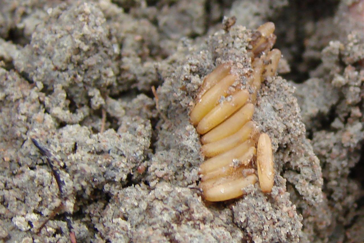 Hunting for locust eggs - ABC News