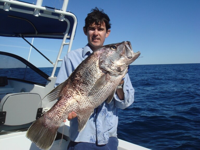 Even fish get the bends, and it's 'worse than in humans' - ABC News