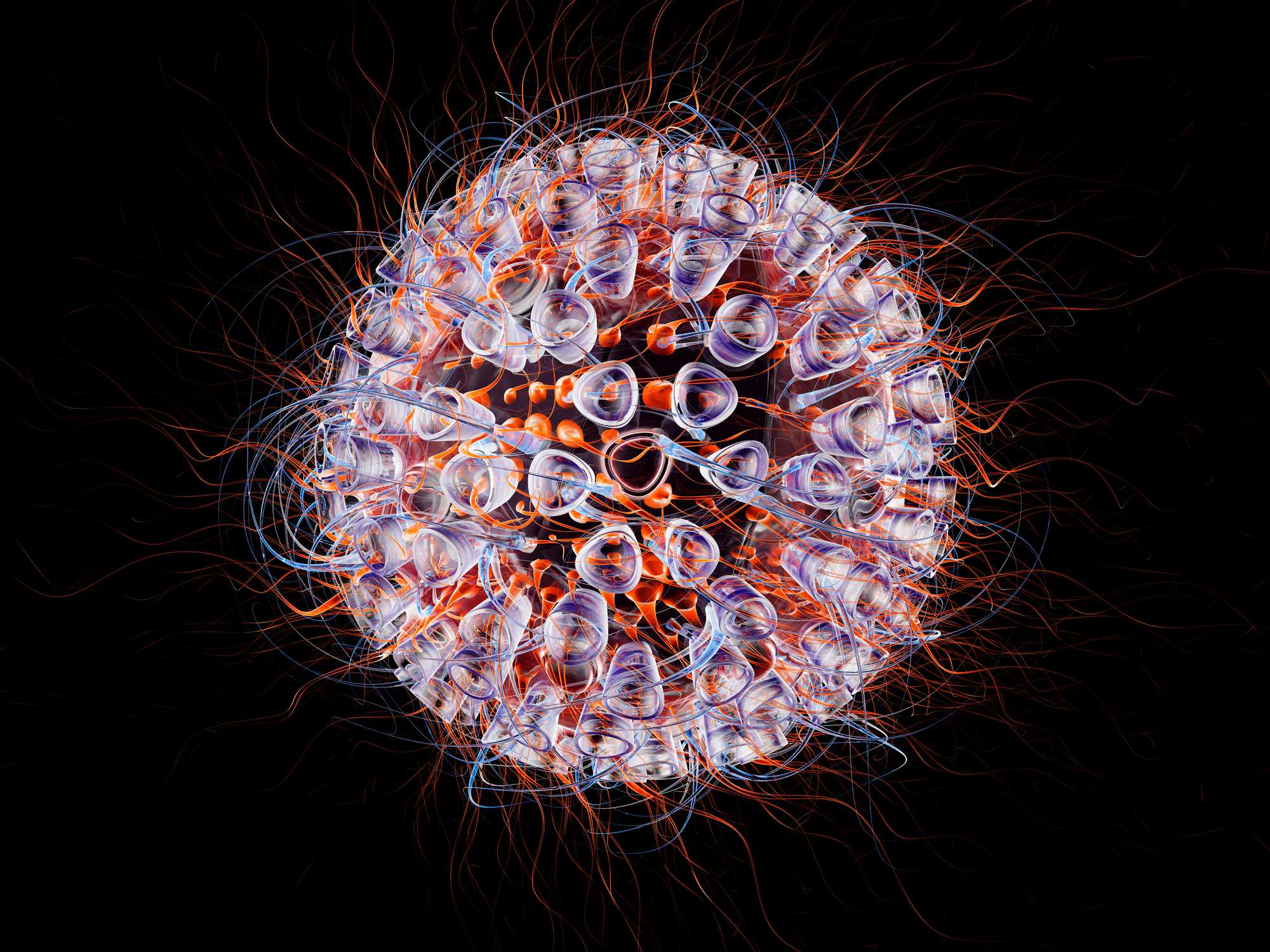 Koala retrovirus leads scientists to discover 'second immune system ...