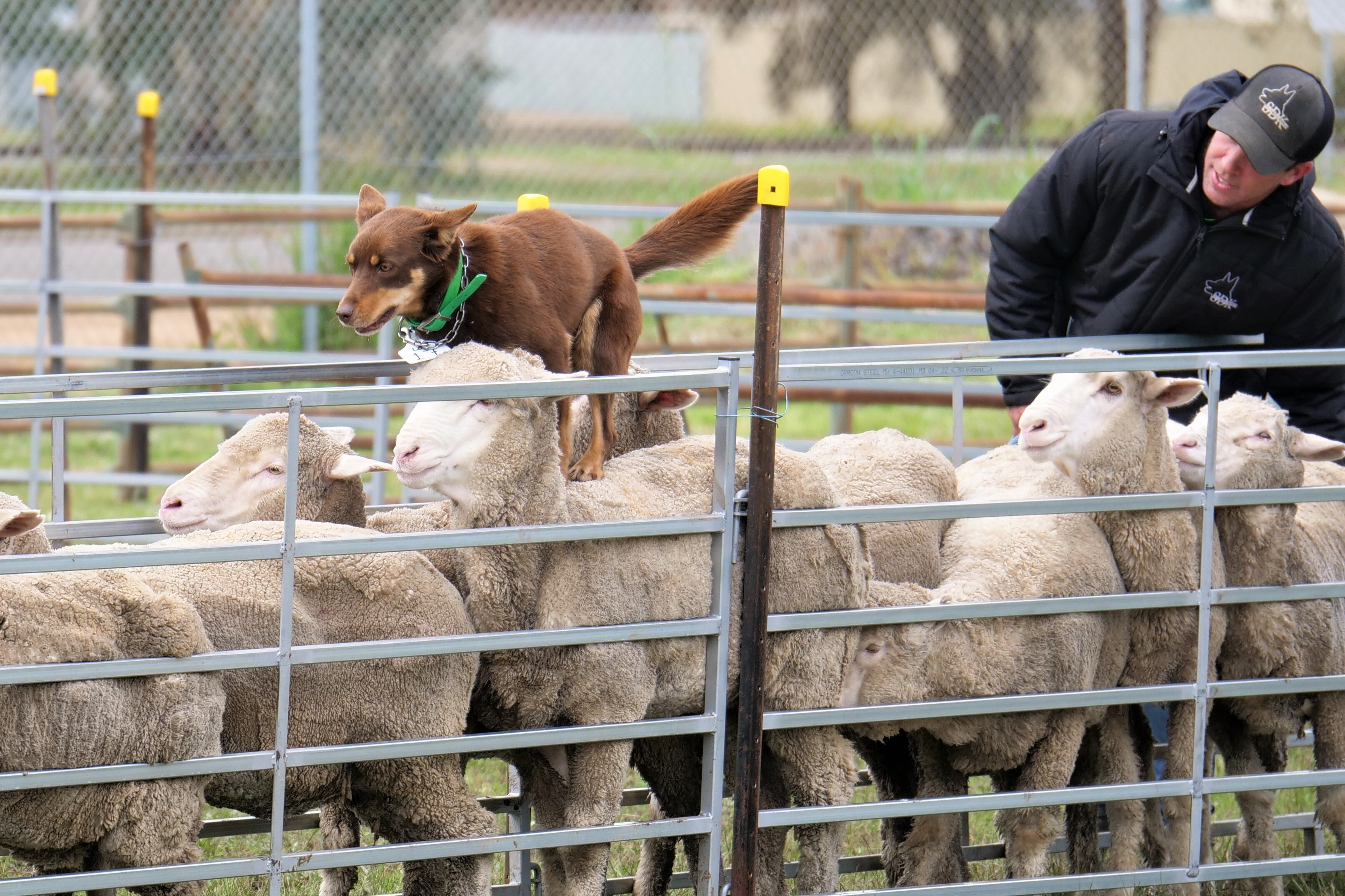 Buyers and breeders gather for rare Western Australian working dog ...