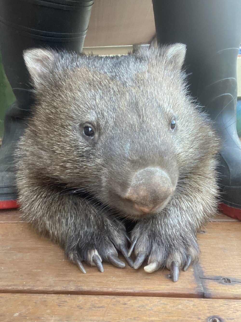 Help ACT Wildlife track down missing Merindah the wombat - ABC listen