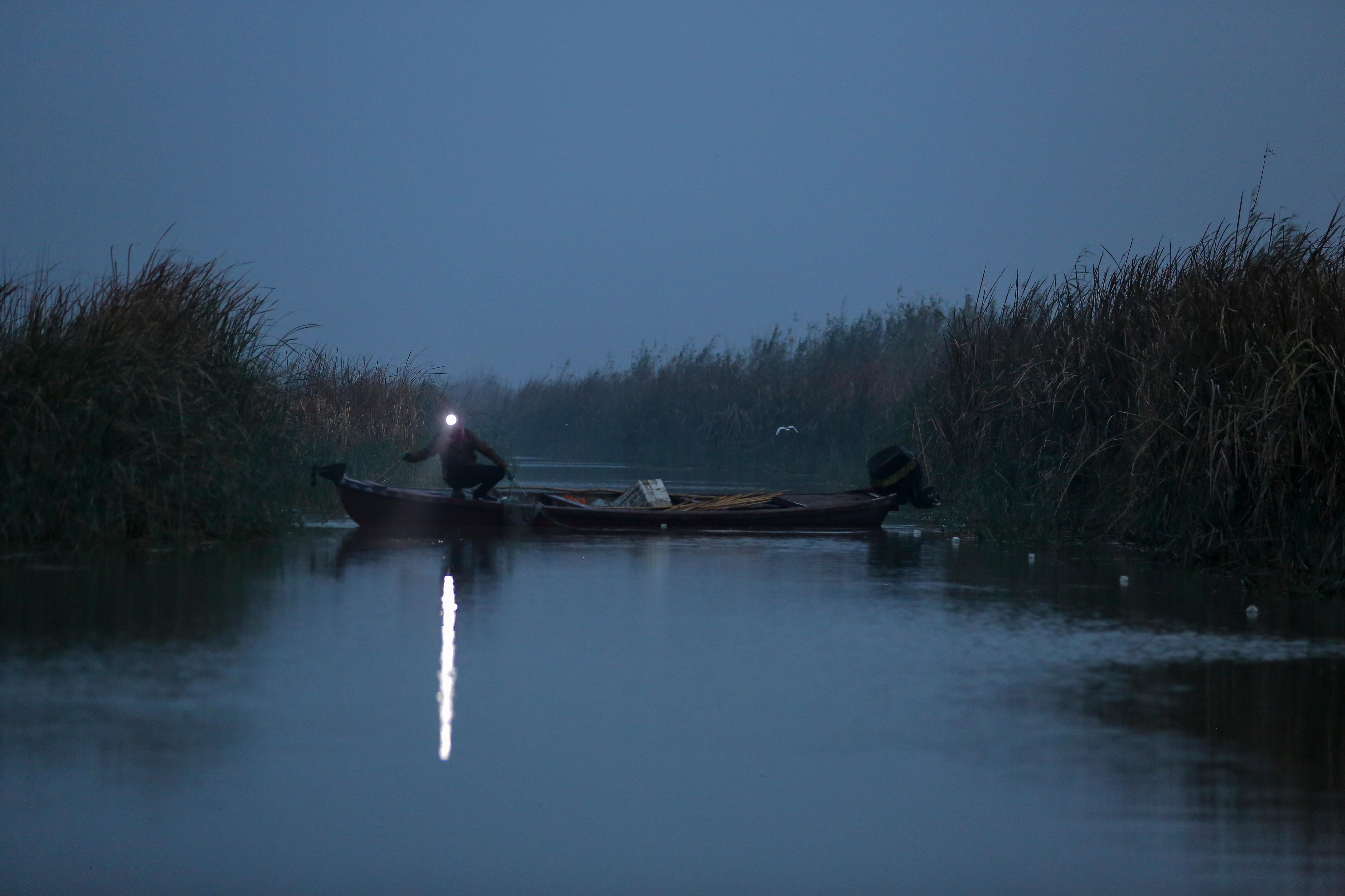 Salt and drought killing buffaloes in Iraq's southern marshes - ABC News