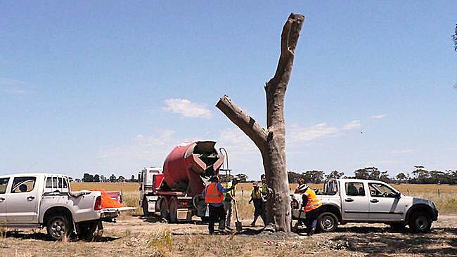 Town angered by spending to replant dead trees - ABC News