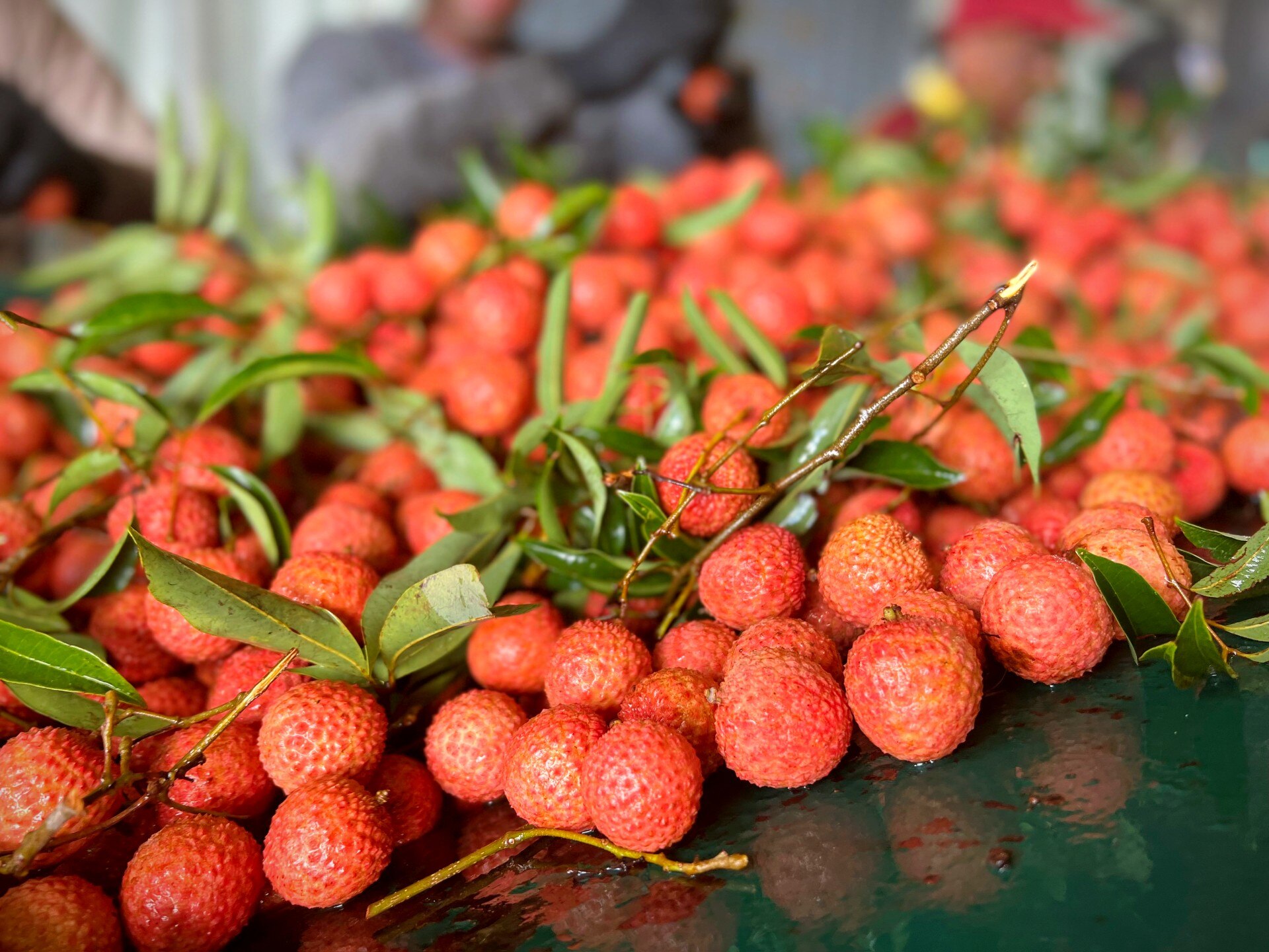 Australian lychee season extends further into summer due to unseasonal ...