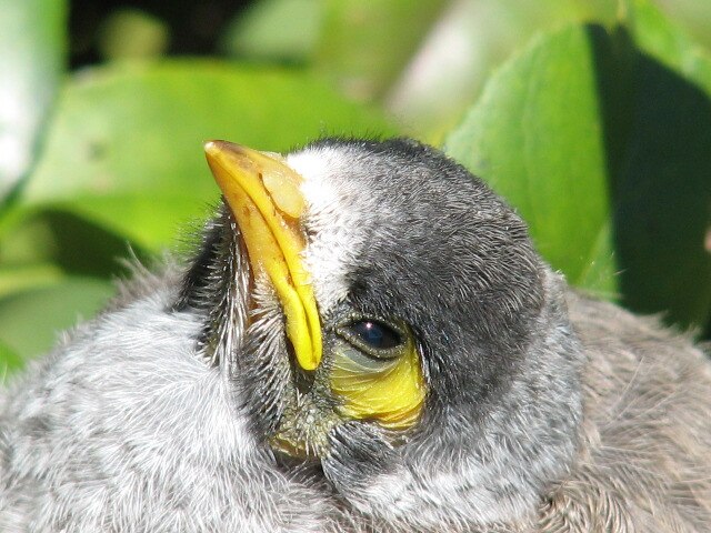 Native or not, it's time to cull noisy miners - ABC Radio National