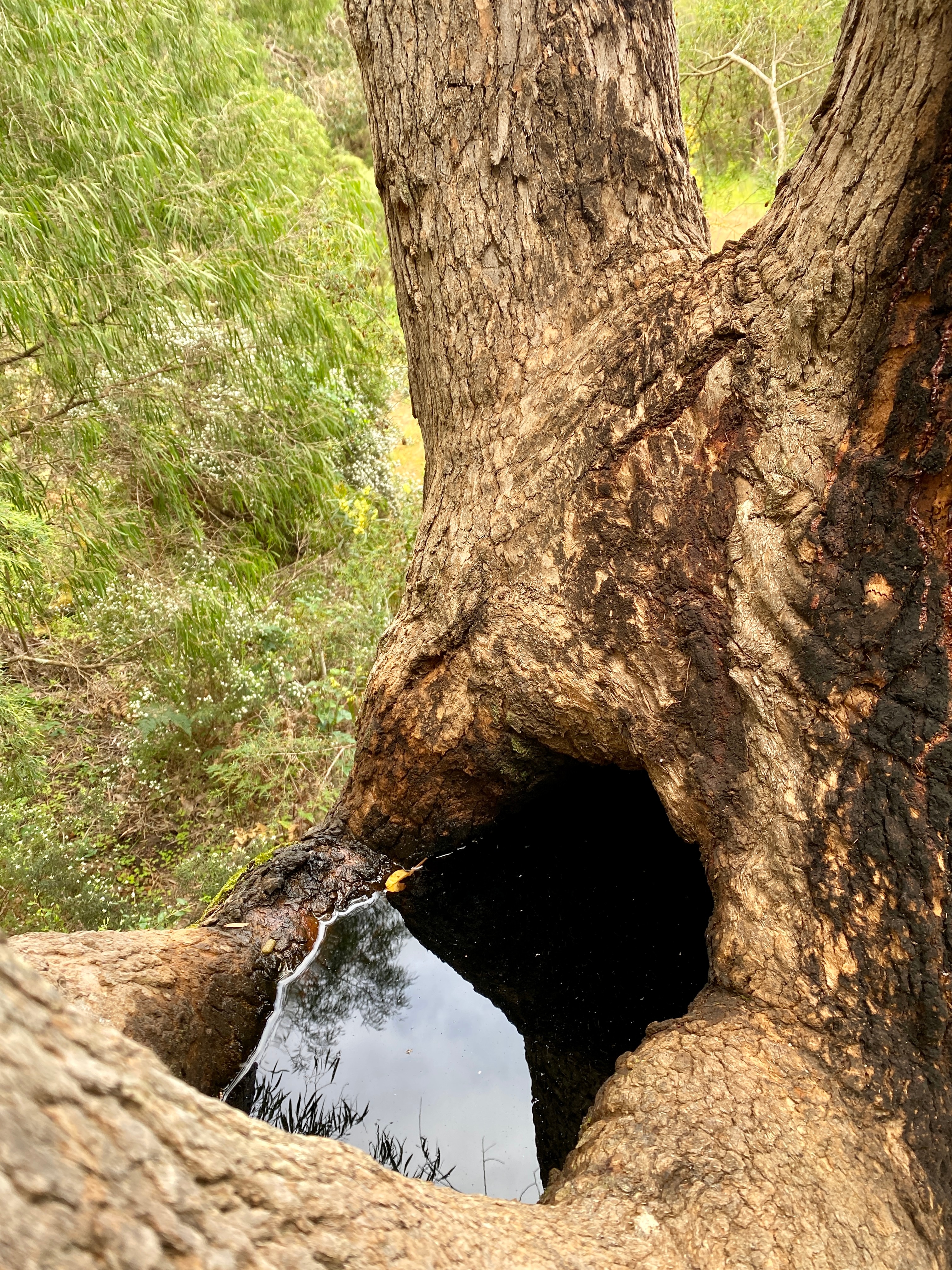 Specially pruned for centuries in WA, marri trees provide a vital ...
