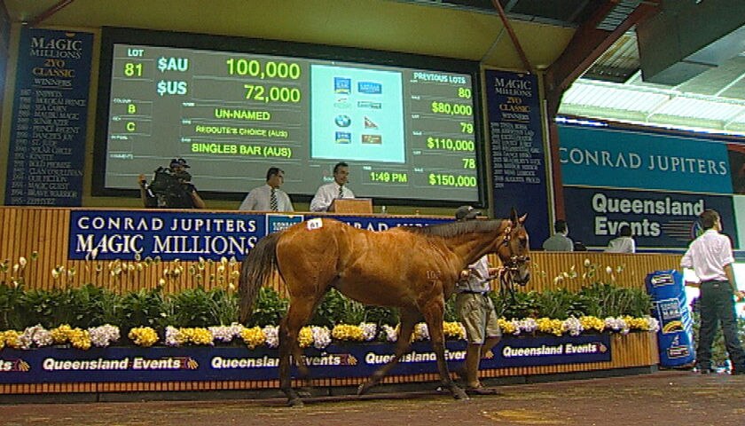 Magic Millions Yearling Sale gets underway - ABC News
