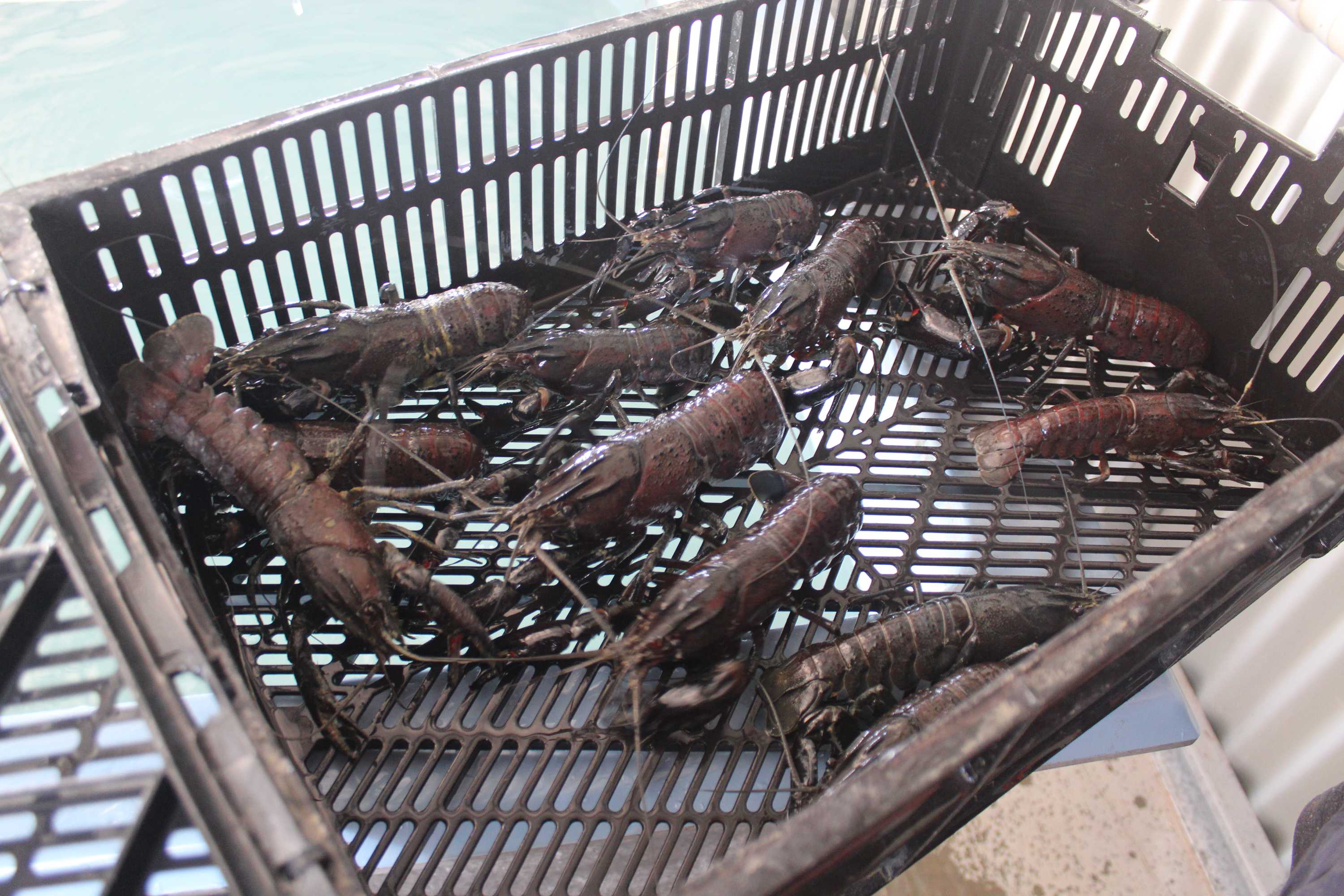 WA marron industry urged to take the plunge and ramp up production for ...