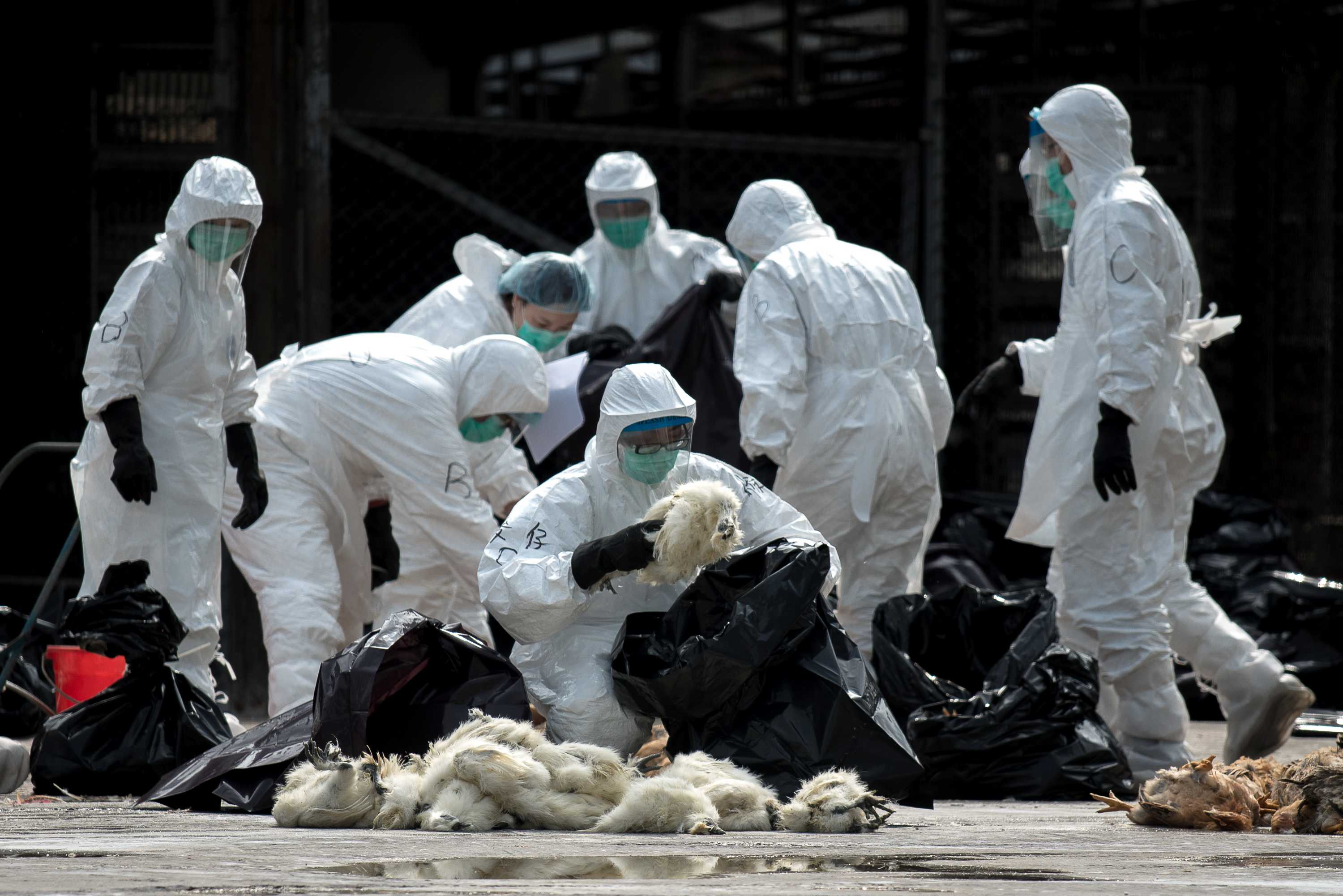 Giant, 30,000-year-old virus Pithovirus sibericum reborn from Siberian ...