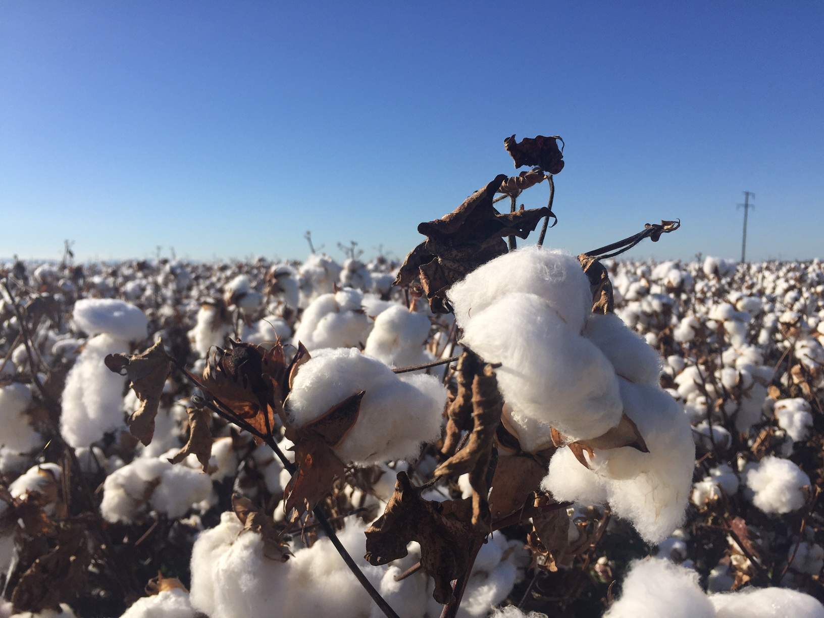 Australian cotton the 'pick of the crop' as more global consumers ...