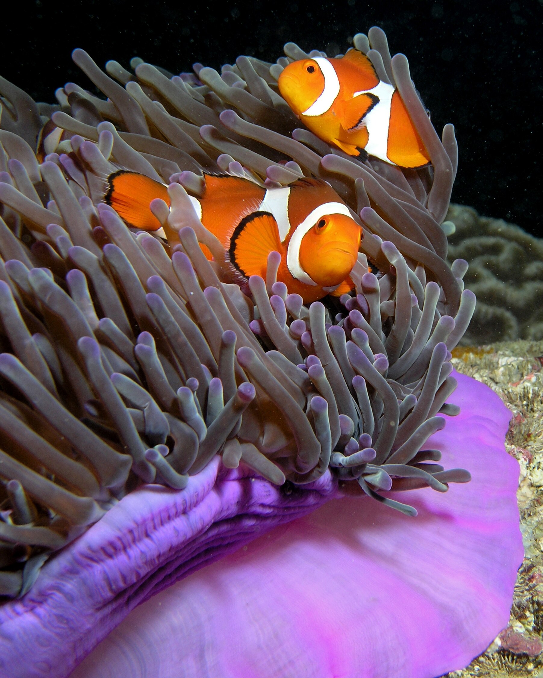 Finding Nemo put clownfish on the map, now we know how they get their ...