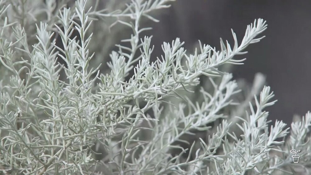 Top Tip: Grey Areas - Gardening Australia