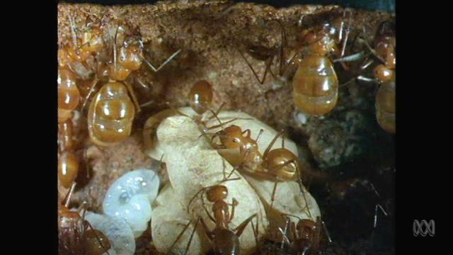 Our Animals: Ant life cycle - ABC Education