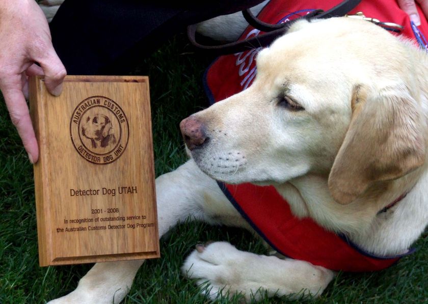 Utah honoured as top dog in Customs - ABC News