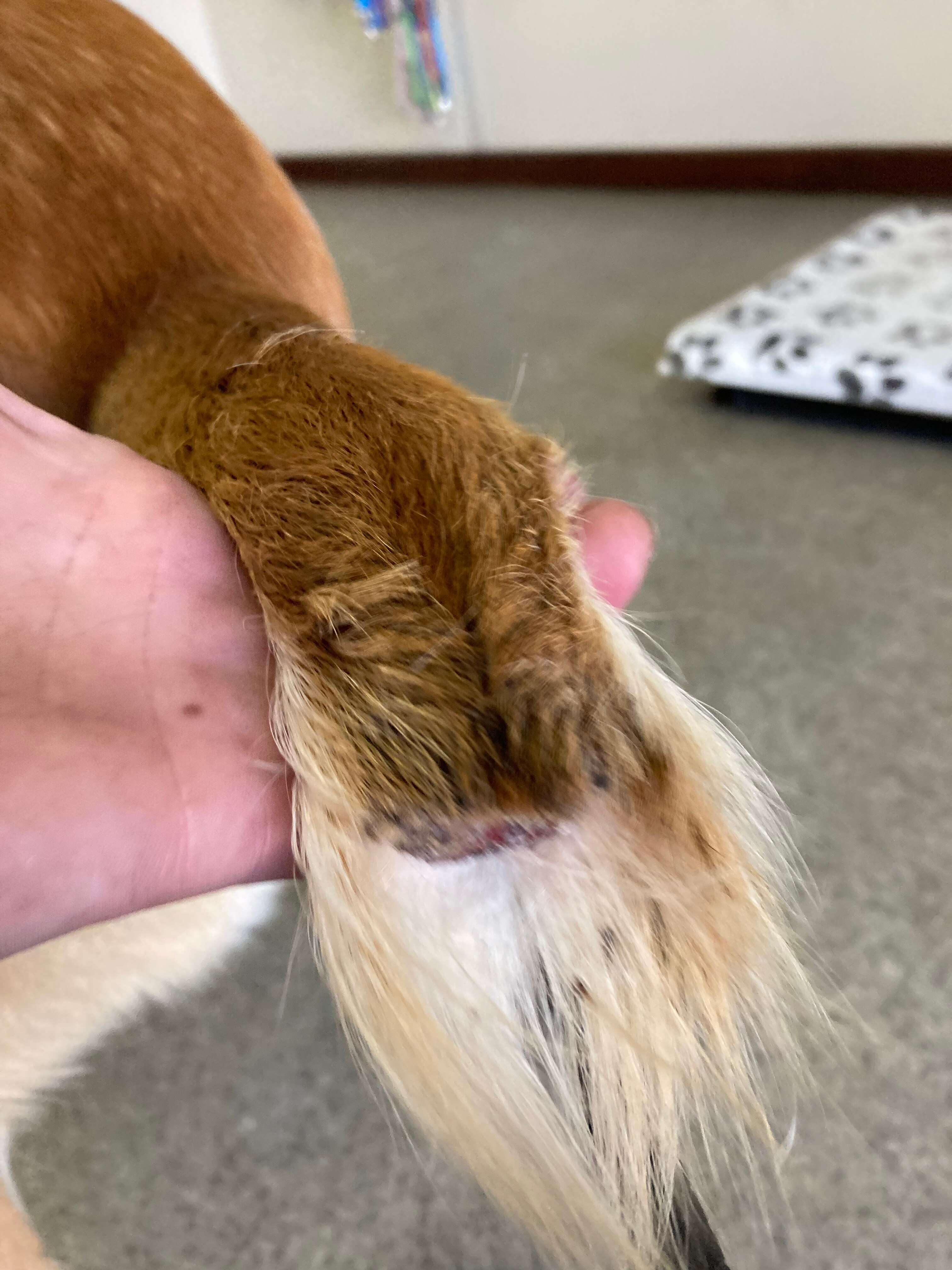 WA couple banned from owning pets after cutting off dog's tail as ...