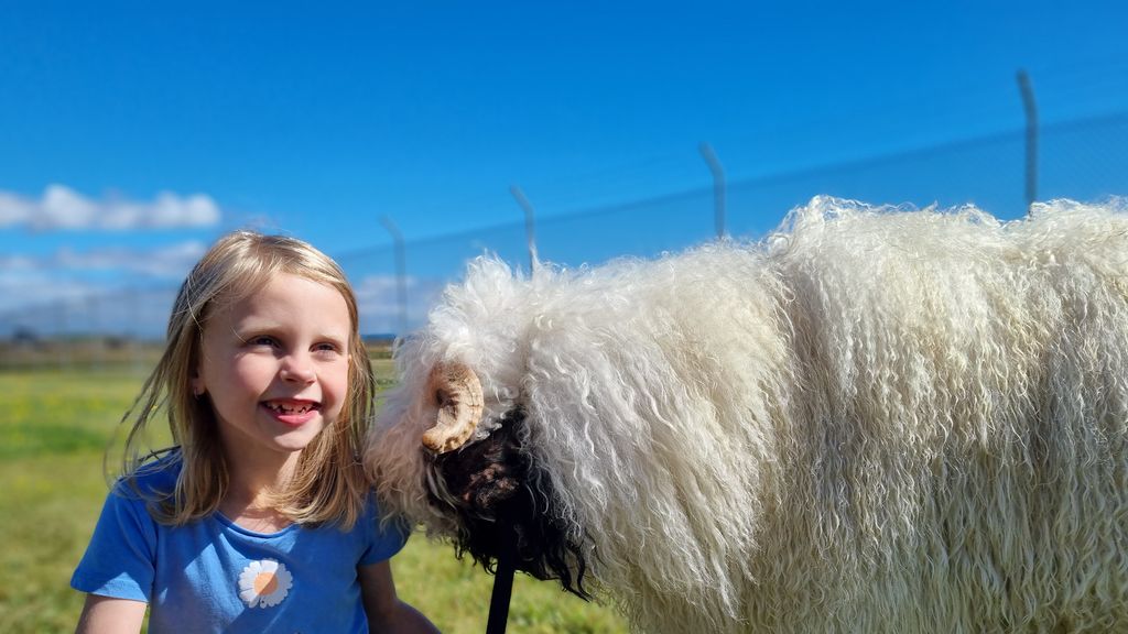 'Cutest sheep in the world' arrives in Tasmania - ABC News