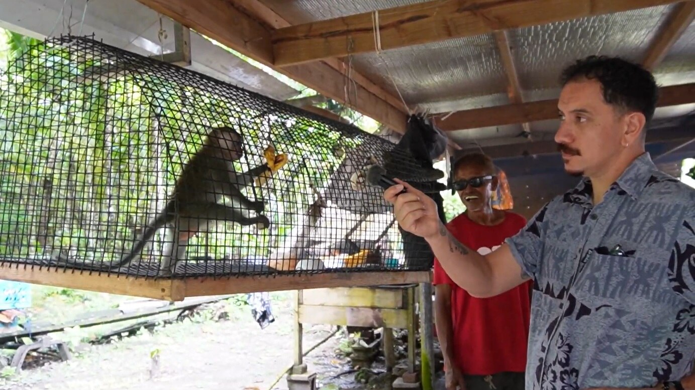 Monkeys in Palau: How Germany's colonial past, WWII and US military ...