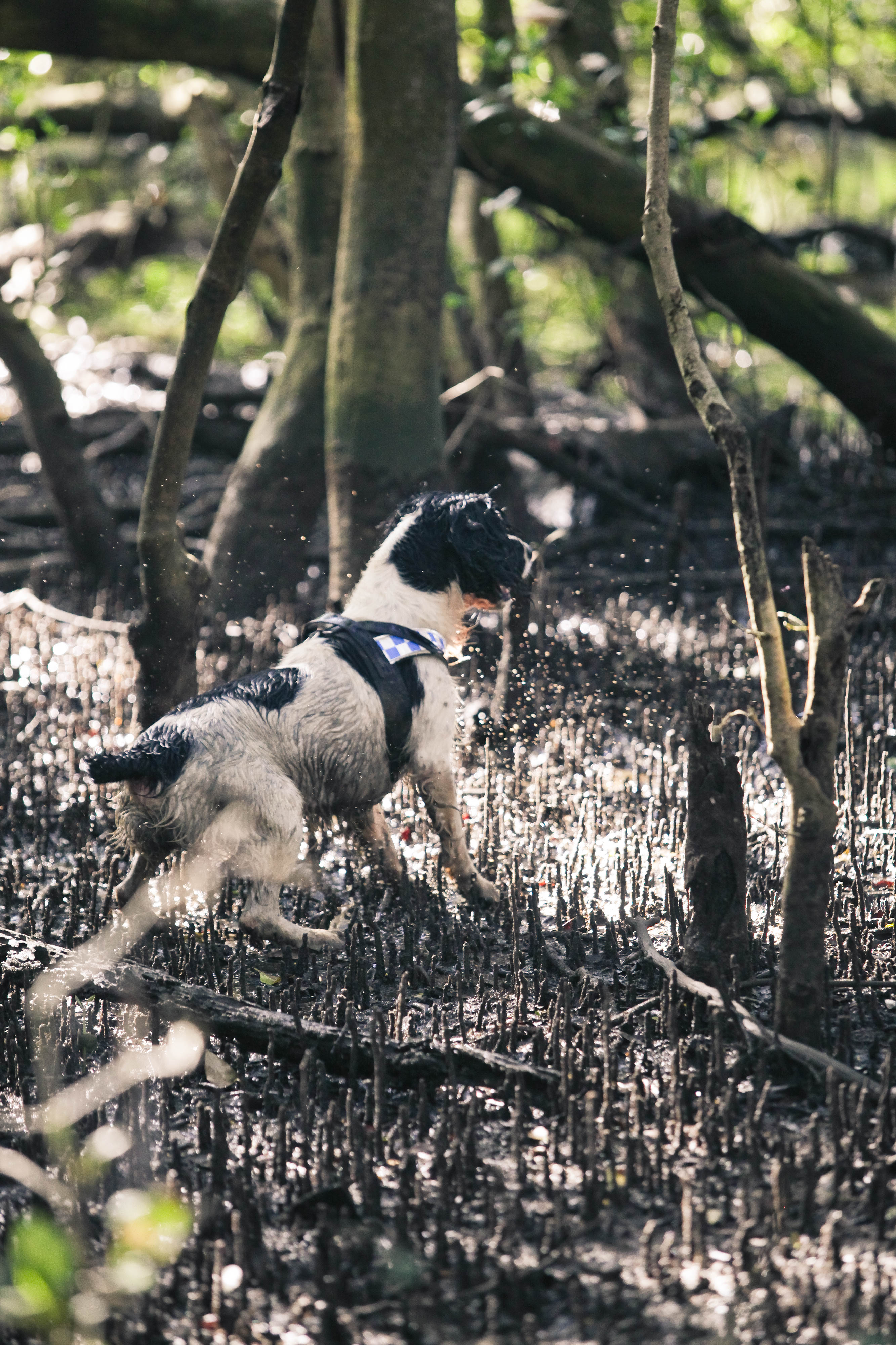 Cadaver dogs are some of Australia's most specialised canines. What's ...