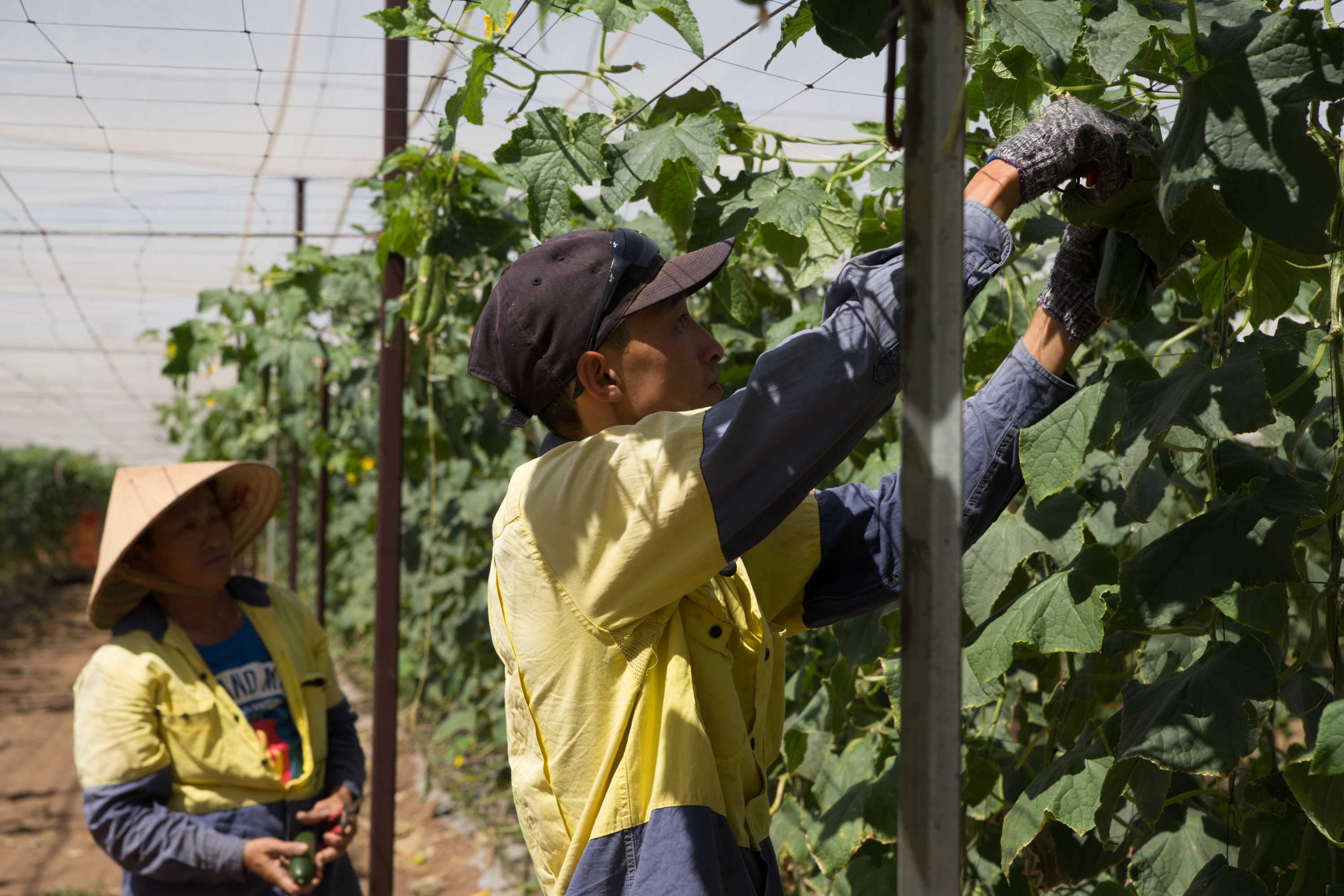 Vietnamese farmers flourish in the Northern Territory to become Top End ...