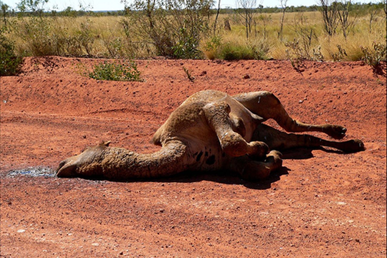 Thousands of camels shot from helicopters - ABC News