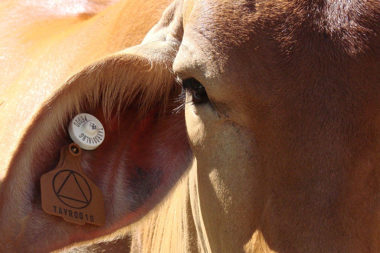 'Fitbit for cows' set to revolutionise beef industry from paddock to ...
