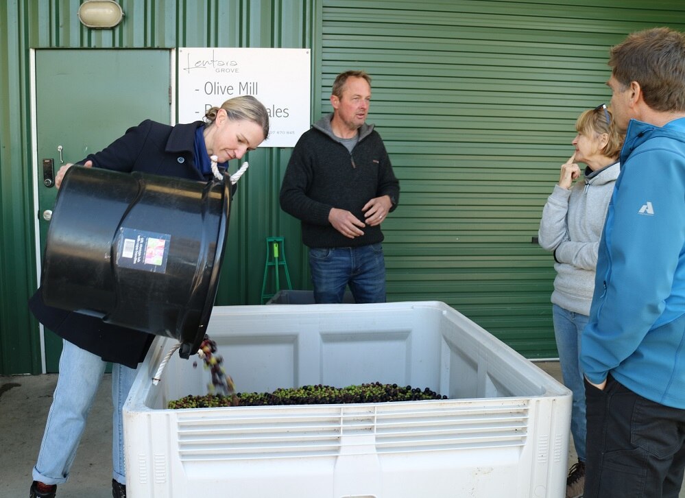 Community olive oil processing - ABC listen